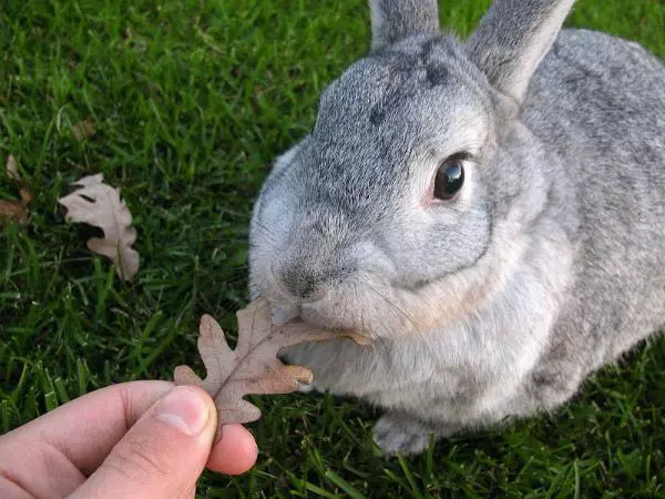 Rabbit Chinchilla.