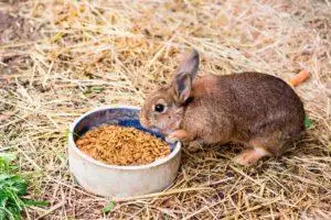 Is it possible and how to correct wheat rabbits, harm and contraindications