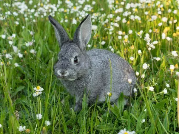 Rabbit Chinchilla.