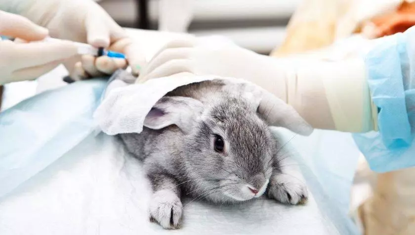 Rabbit vaccine