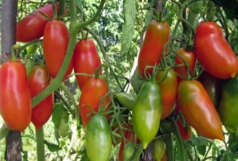 Scarlet mustang tufișuri de tomate