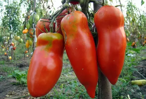 Tomato Scarlet Mustang sa bukas nga yuta