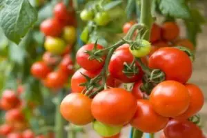 Характеристики на домати домати снеговалеж F1, неговото описание