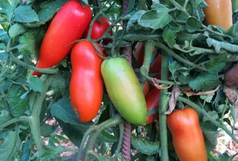 Pomidorų skarletas Mustang sodas