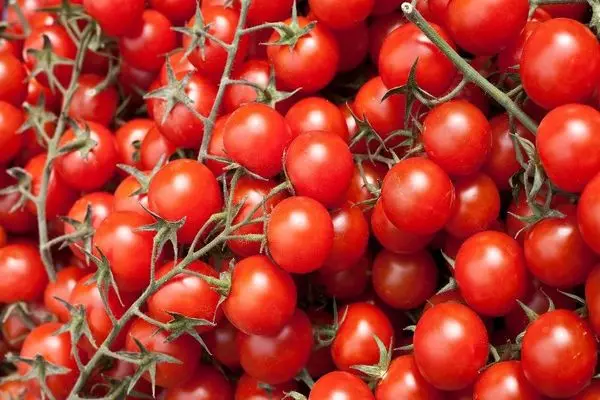 Tomaten Horovoda