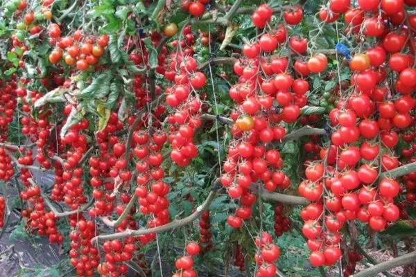 Tomatoes hybrid