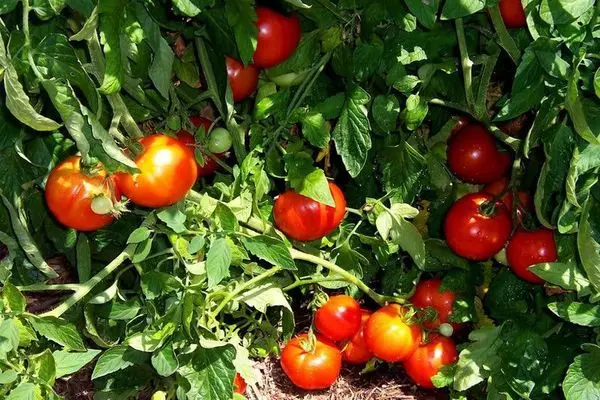 Bushes tomato.