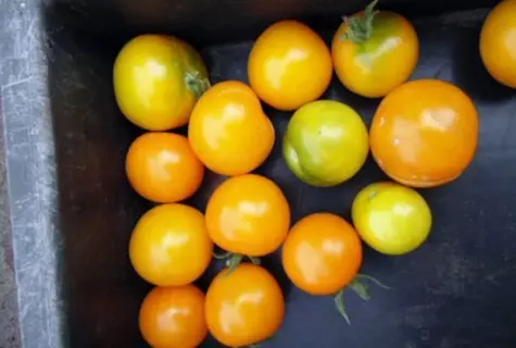 ظهور گوجه فرنگی شیرین دونات