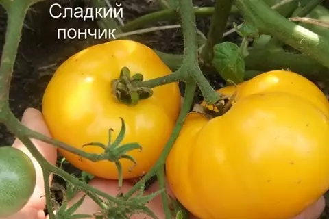 Bushes tomat donat amis