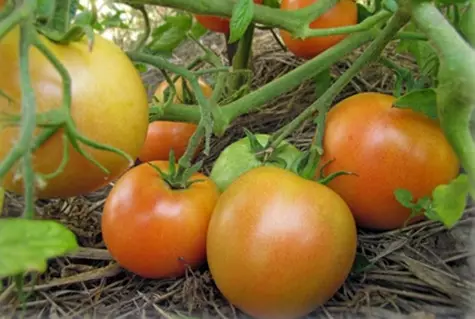 עגבניות מתוקות בדונאט בגינה