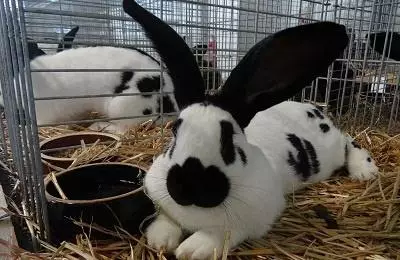 Fütterung von Kaninchen