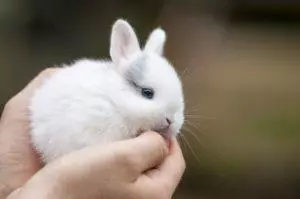 Zasady opieki i konserwacji królików Krasnoludów w domu