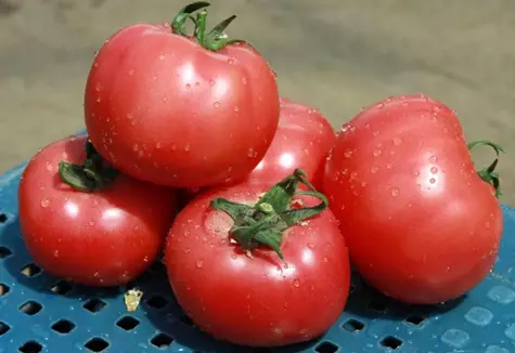 Penampilan tomat pink claire