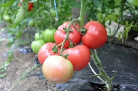 Tomato pink na-acha uhie uhie na ala