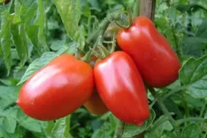 Deskribapena Tomate torpedo tomatea, errendimendua eta laborantza