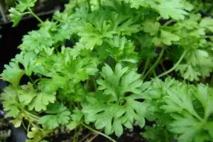 Ang nangungunang 10 ng mga pinakamahusay na recipe para sa mga blangko ng parsley para sa taglamig sa bahay na may nagyeyelo at walang