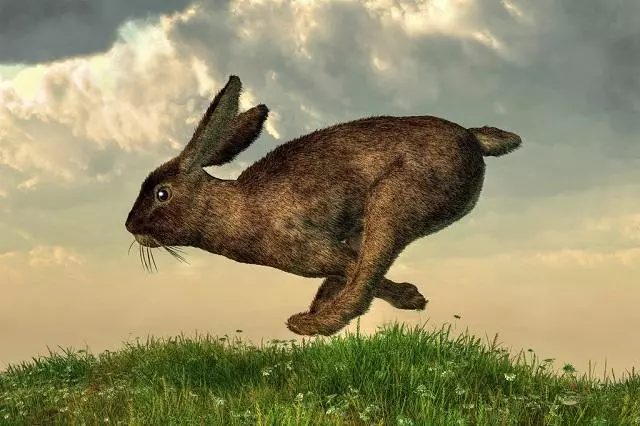 Kaninchen springt