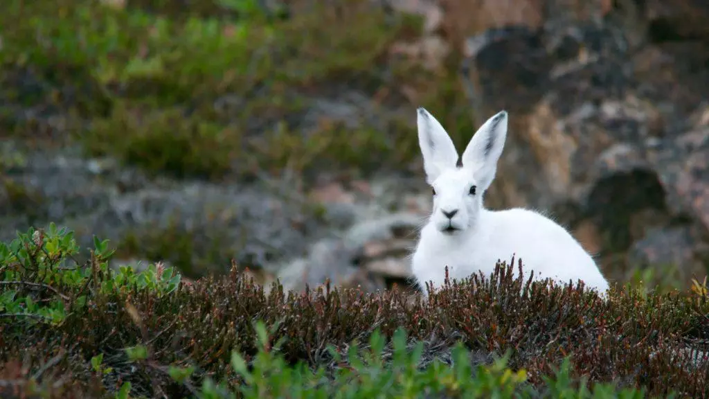 weißer Hase