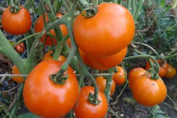 Pomodori maturi