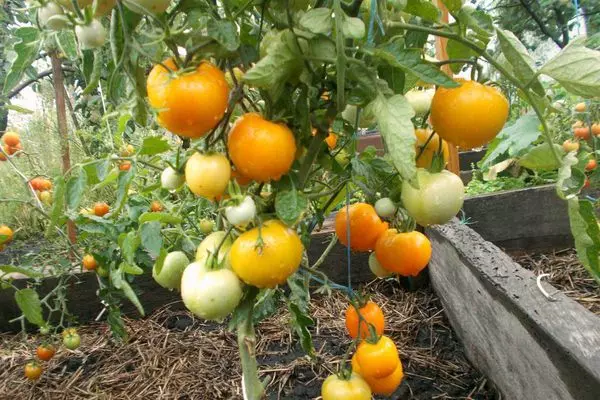 Tomates em crescimento