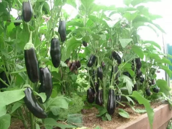 Aubergines op 'e boskjes