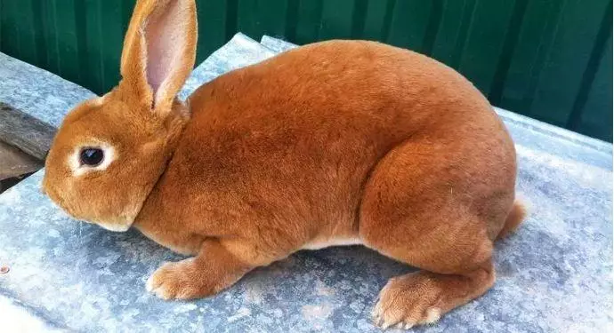 Rabbit Rex.