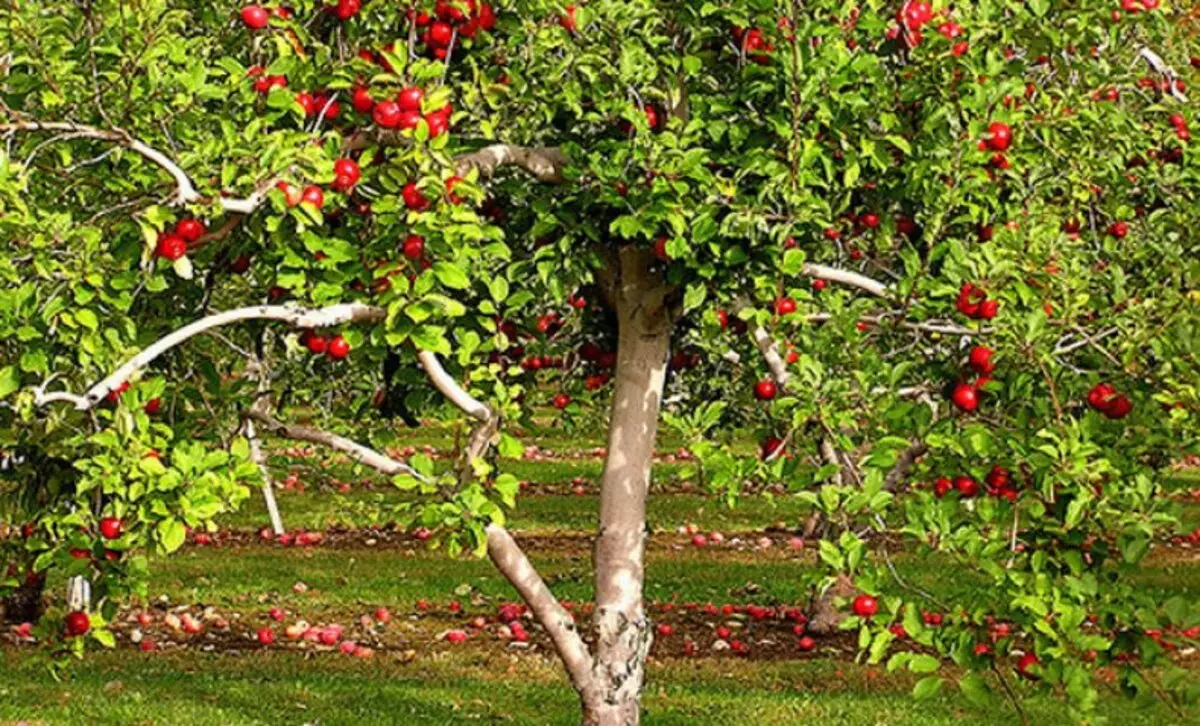 Pokok Apple masak
