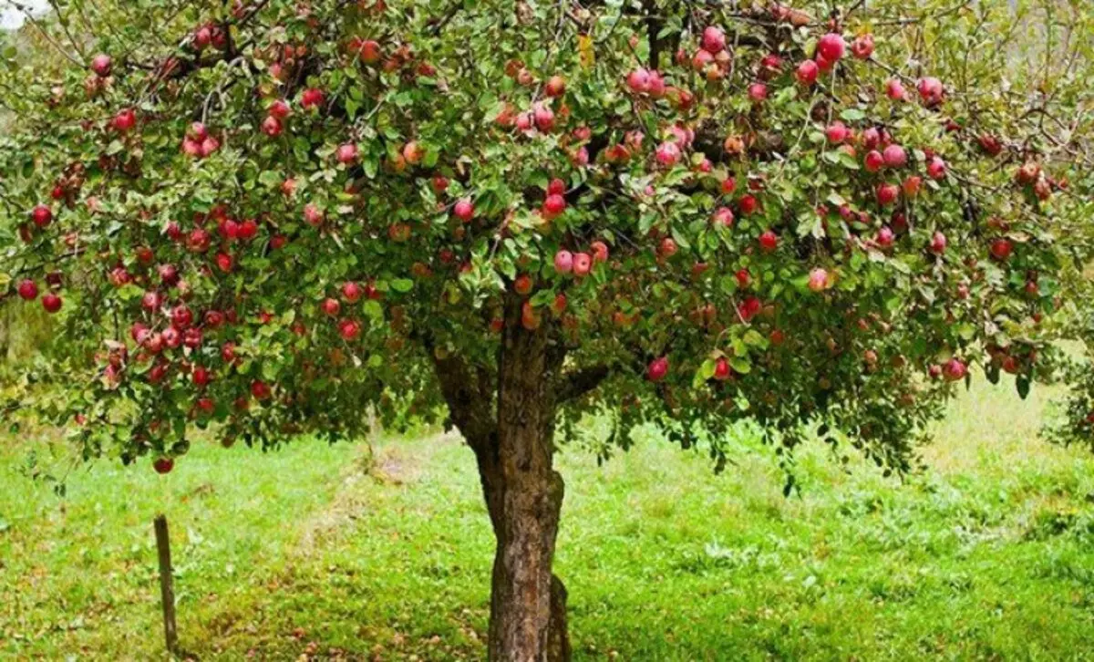أبل شجرة التفاح.