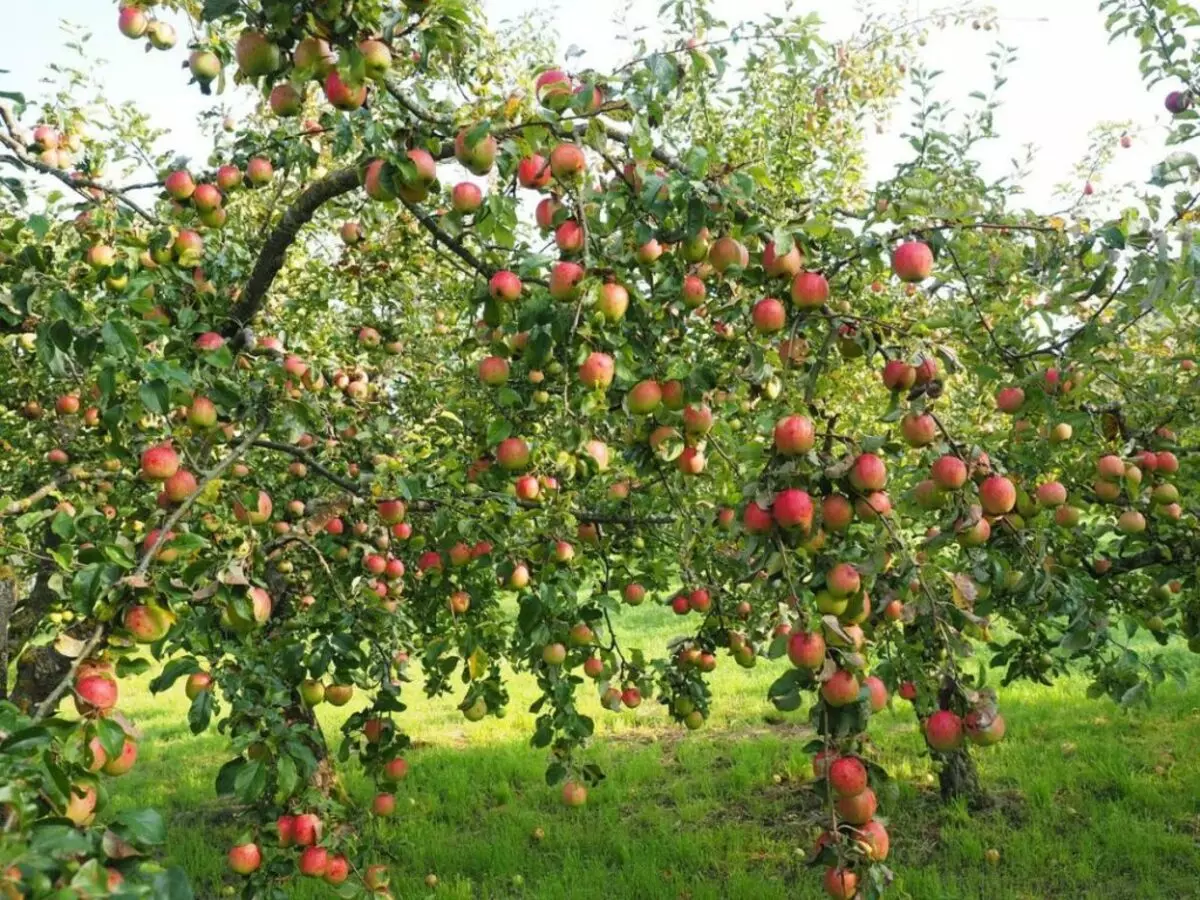 Uralety jabłoni.