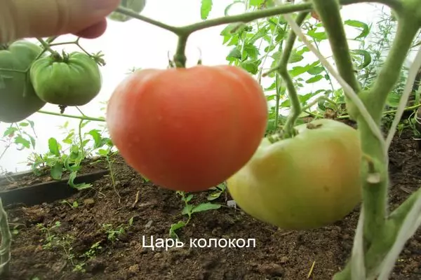 Varietate de tomate