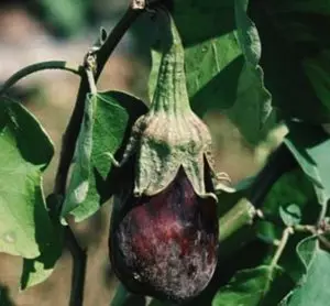 Description and treatment of eggplant diseases, their pests and methods to combat them