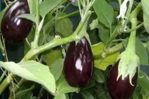 Description of the grade eggplant Robin Hood, its characteristic and yield