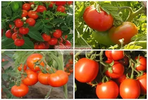 A variedade de tomates