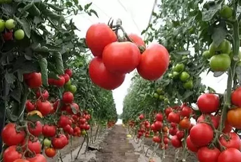 клумби томатів