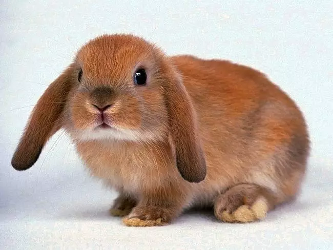Се зајаци декоративни: предизвикува мирис и грижа дома