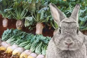 Чи можна і як правильно давати кроликам цукровий буряк, способи заготівлі
