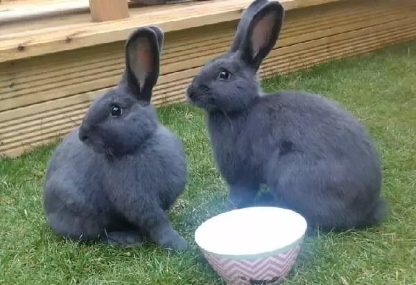 Twee konijn