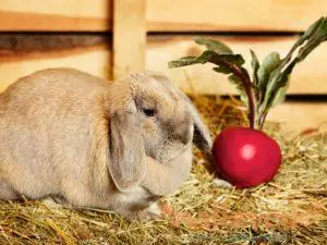 Apa dan bagaimana cara memberi makan kelinci setelah okrol dan bagaimana meningkatkan keuskus