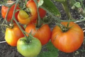 Descrierea și caracteristicile roșii de rosii de tomate