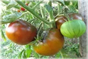 Descripción del tomate Qingdao Tomate, su rendimiento y cultivo.