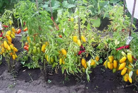 Una serie de tomates