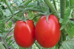 Descrição do grau de tomate gloria e suas características