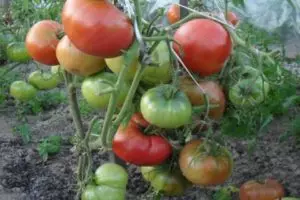 Tyypillinen ja kuvaus Tomato EM -mestarin valikoimasta, tuotto