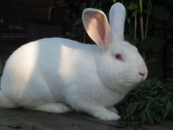 Rabbit branco.