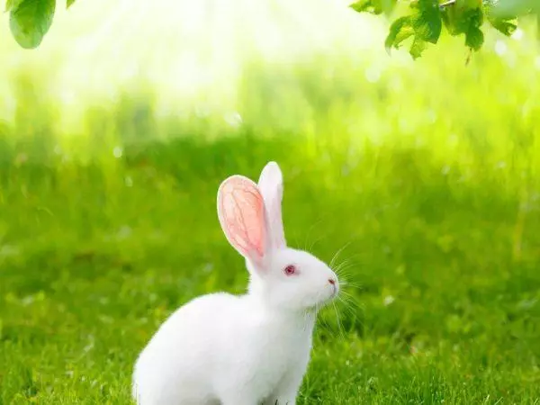 conill blanc