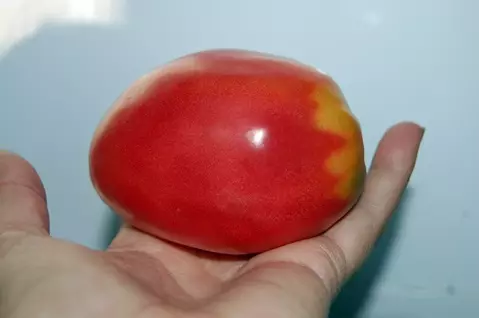Extérieur de la fierté de la tomate babushkina
