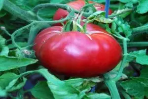 Zvimiro zveTomato Tomato Raspberry uye kukohwa
