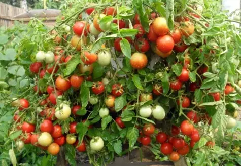 Bushes tomati Babushkina igberaga