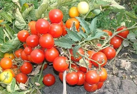 Tomato Babushkina kudada mubindu