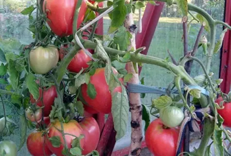 Kríky paradajky babushkina pýcha v záhrade